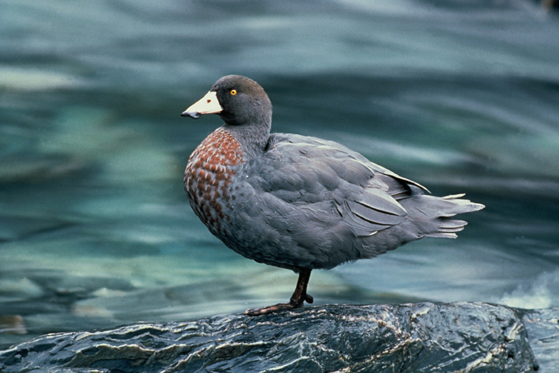Growing whio numbers in the Whirinaki River | Conservation blog
