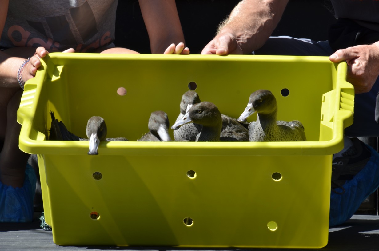 ducksinabox-b-o-sullivan | Conservation blog