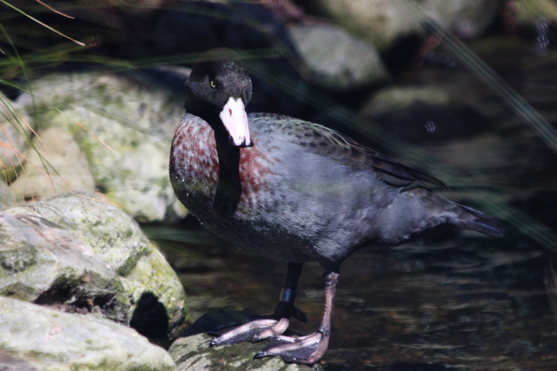 A Duck’s life – Whio Forever | Conservation blog