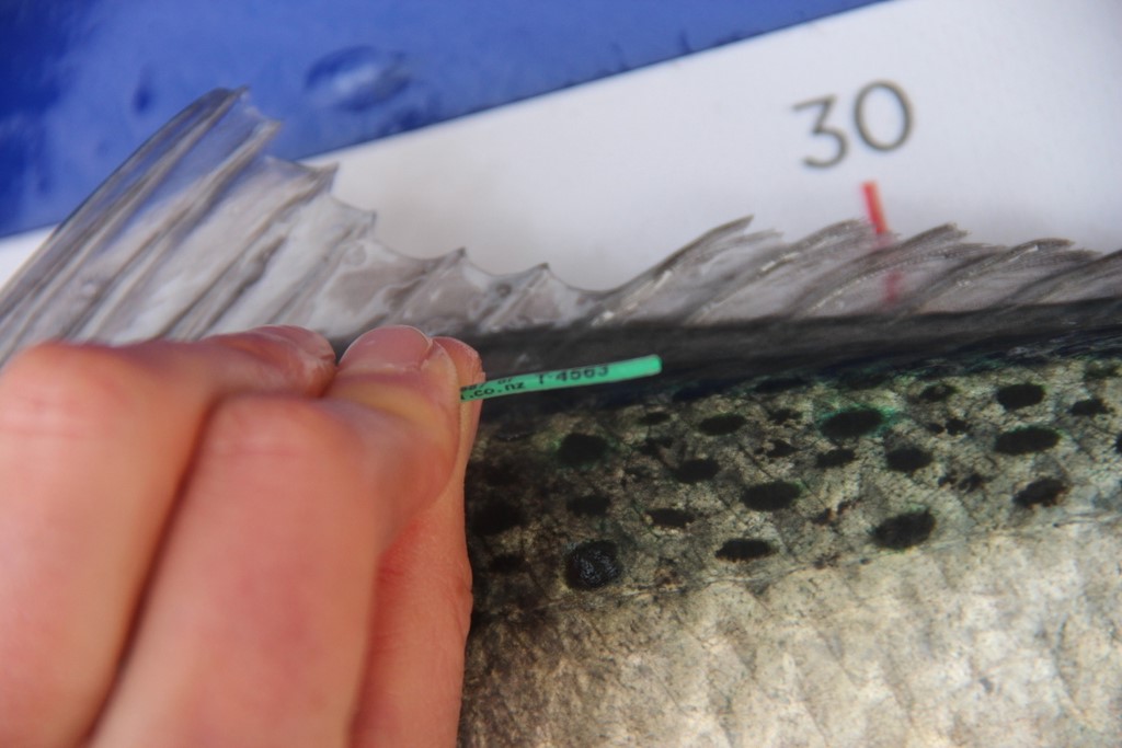 Look out for tagged fish at Kapiti | Conservation blog