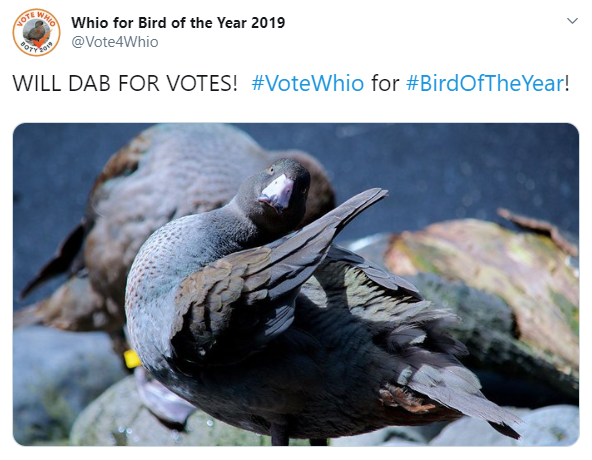 The best memes of Bird of the Year 2019 | Conservation blog