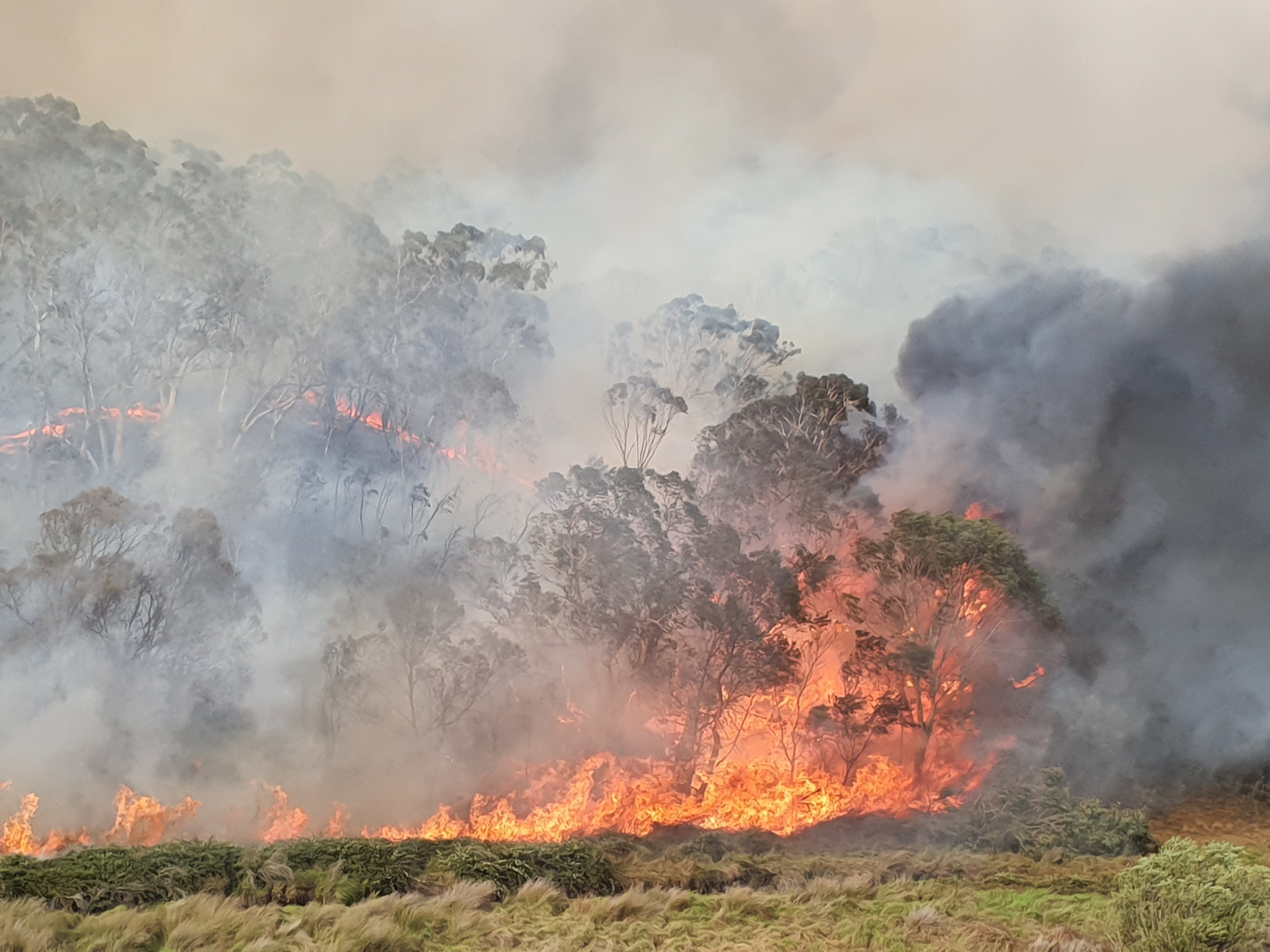 Our staff helping in Aussie bushfire fight | Conservation blog