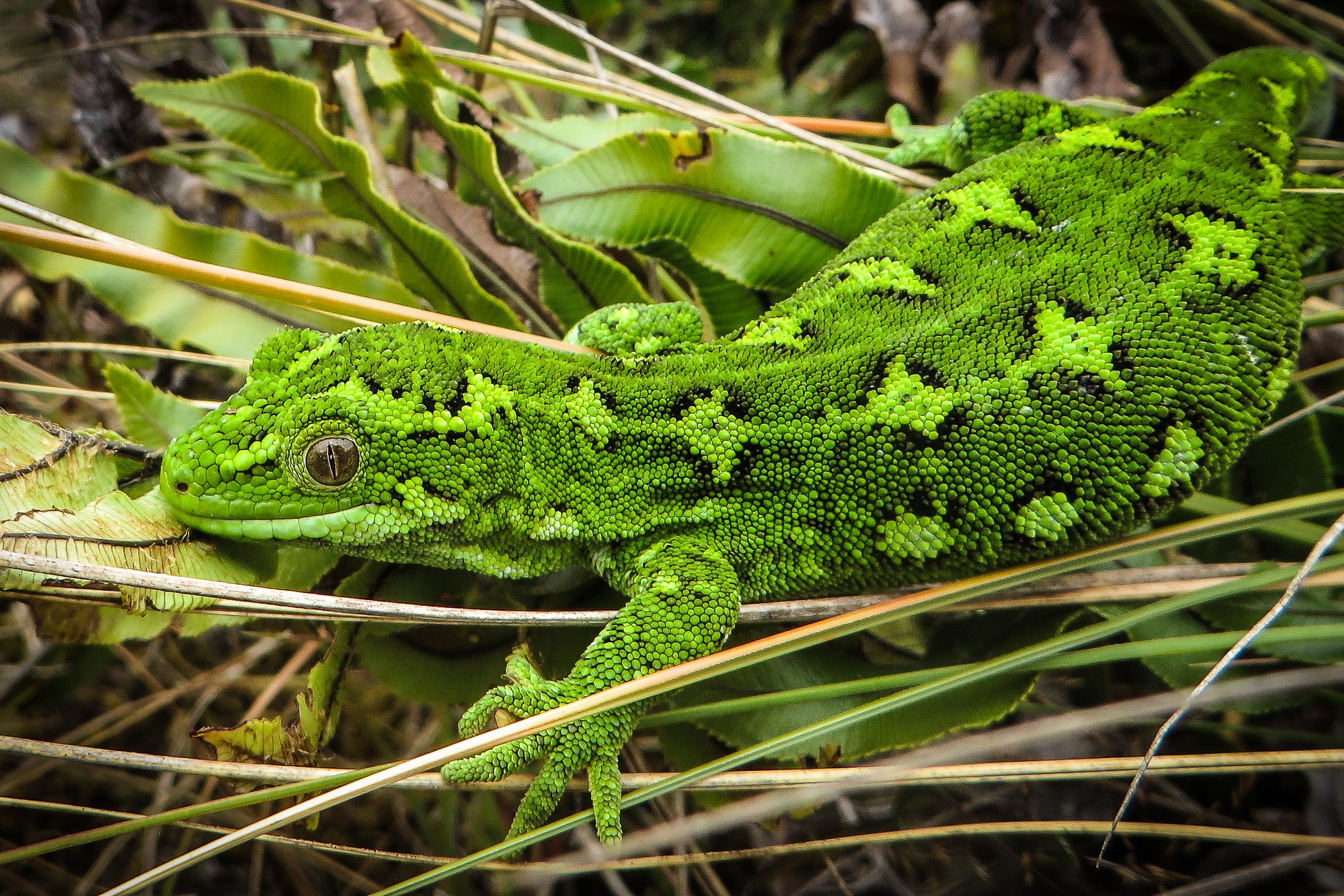 Lizards in the Heartland | Conservation blog