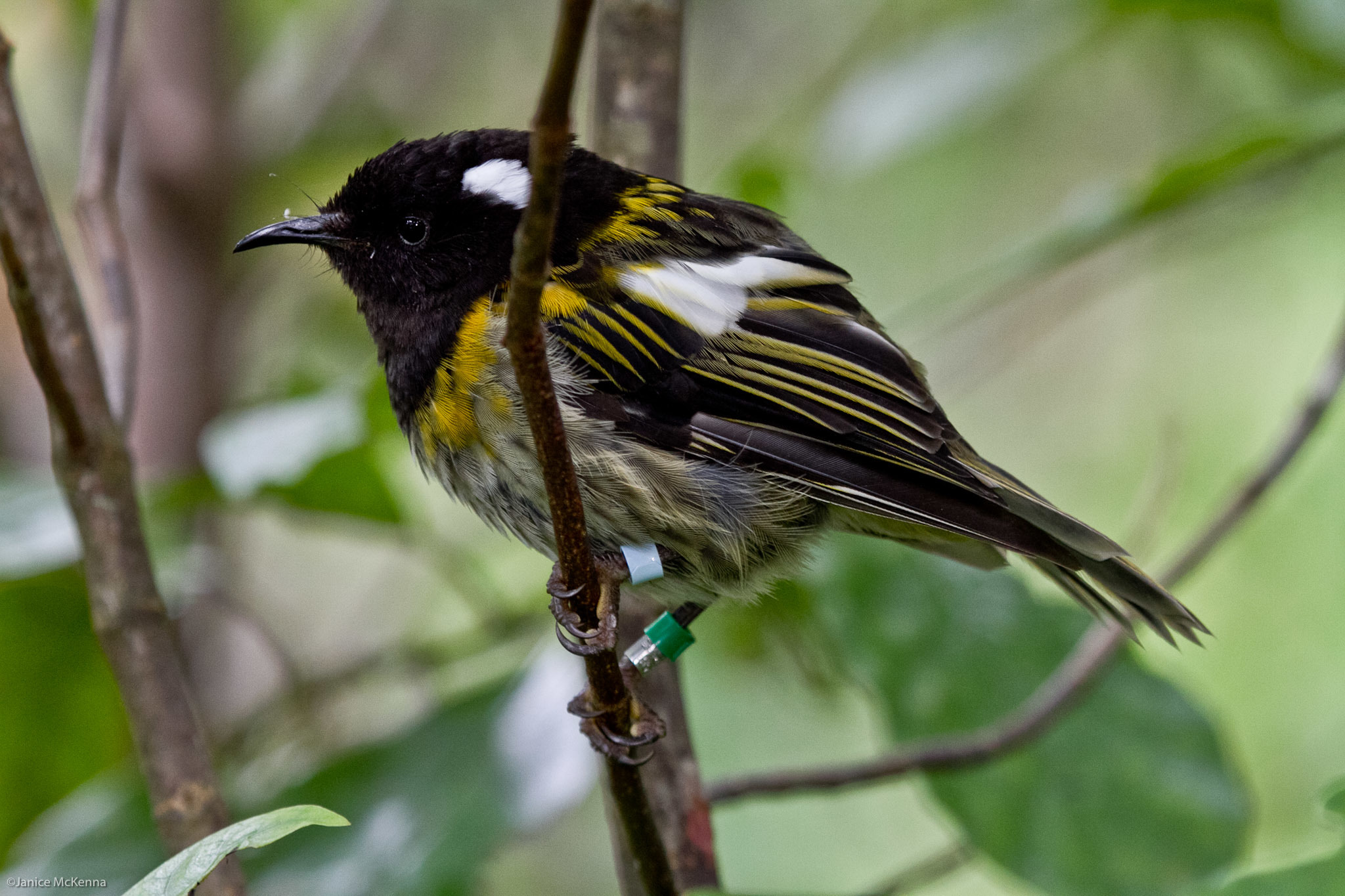 The hihi volunteer’s guide to Tiritiri Matangi Island | Conservation blog