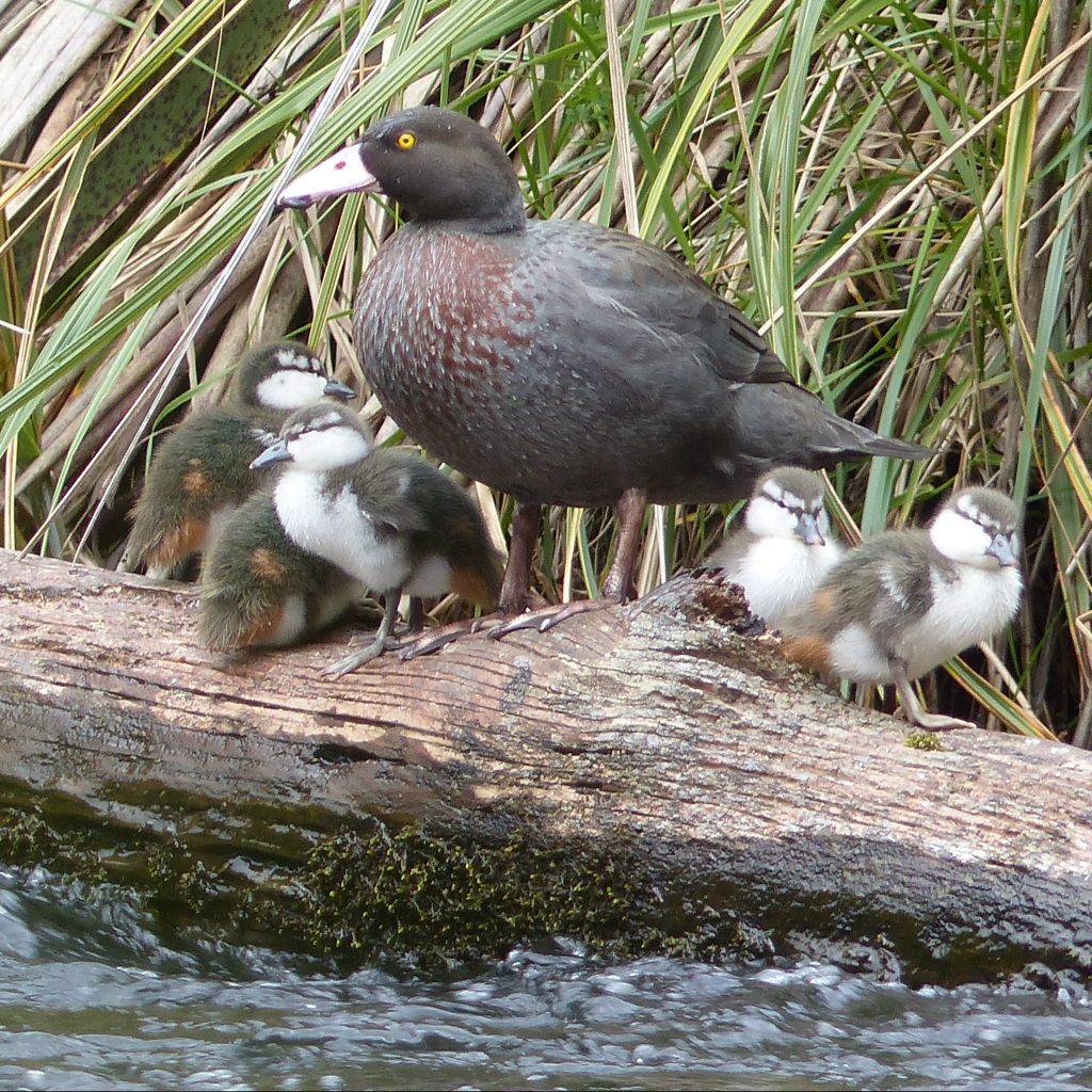 Whio Journal: Whio thrive despite bad weather, mega-mast and global ...