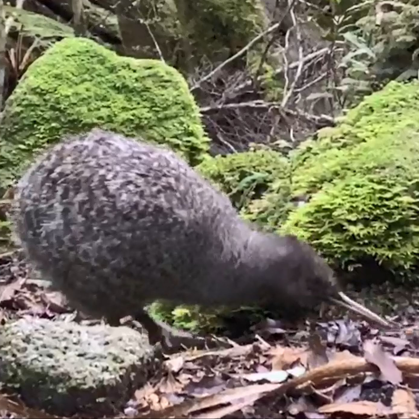 Wandering kiwi on the Heaphy Track | Conservation blog