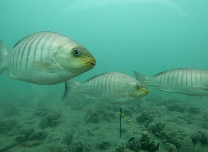 More marine species thanks to the muscle of the mussel | Conservation blog
