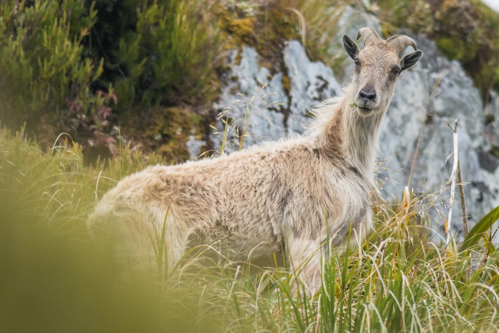 10 questions about tahr | Conservation blog