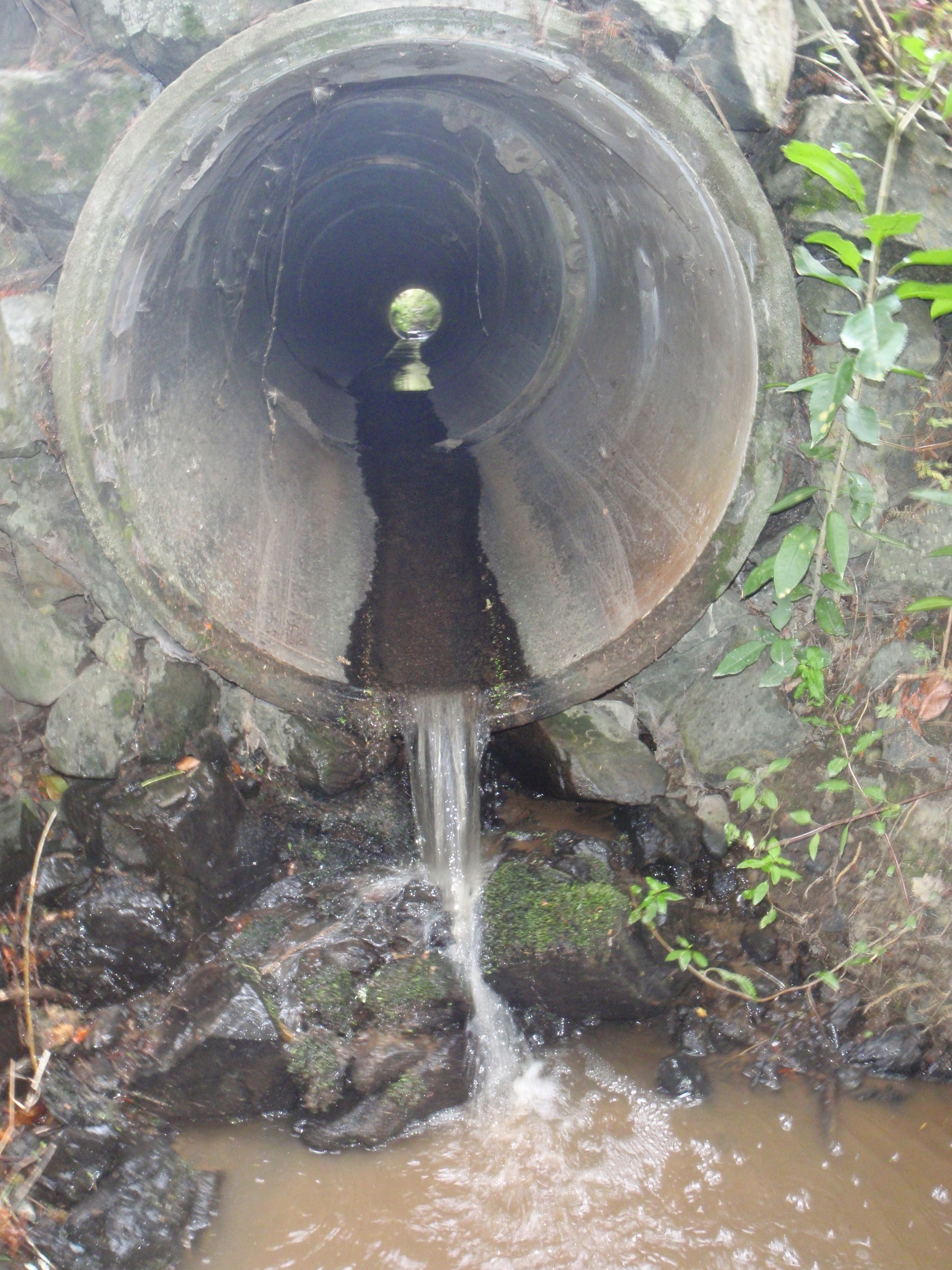 World Fish Migration Day – celebrating our fabulous freshwater fish ...
