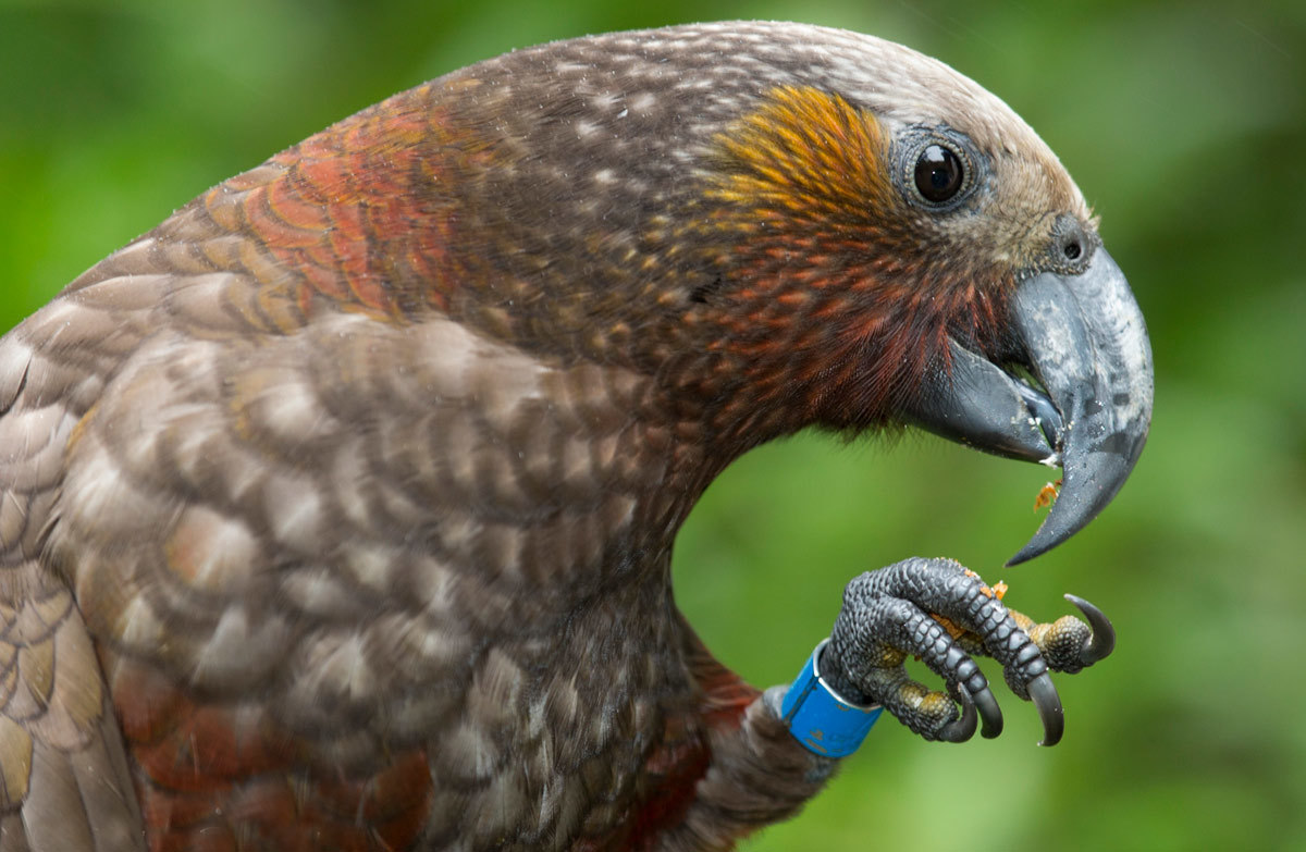 DOC scientist Terry Greene on kākā and their remarkable recovery at ...