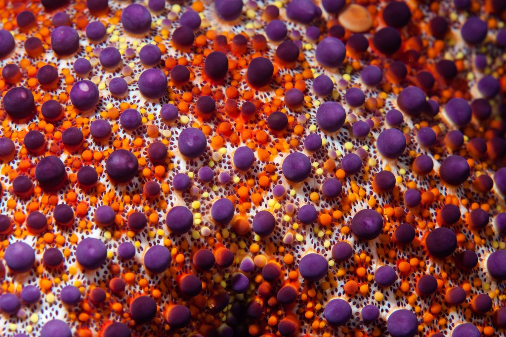 World Oceans day 4: Spread the love | Conservation blog