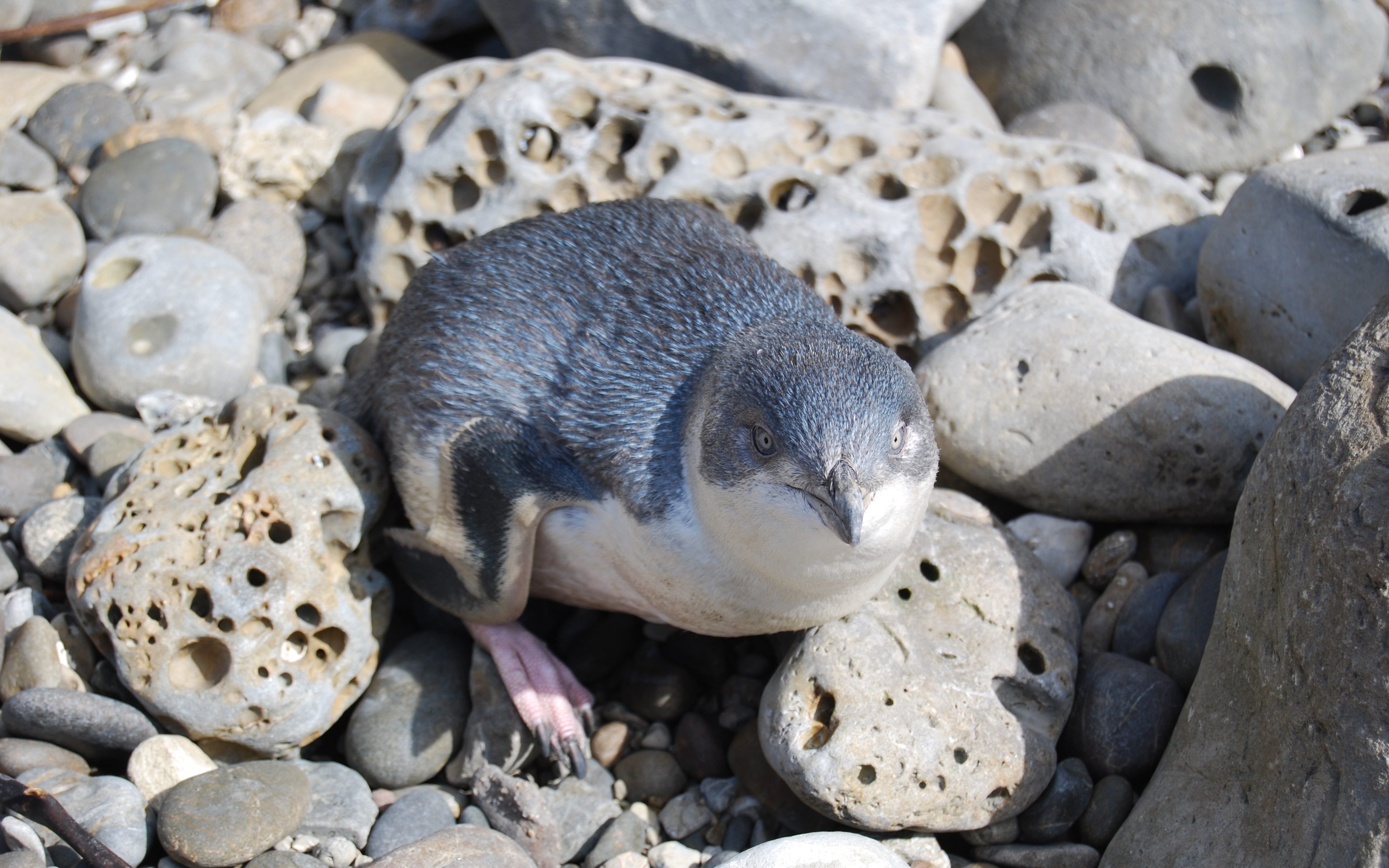 white-flippered-penguin-motunau-island-hi-res | Conservation blog