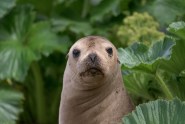 The Unique Behaviour Of New Zealand Sea Lions Conservation Blog The Unique Behaviour Of New Zealand Sea Lions Conservation Blog