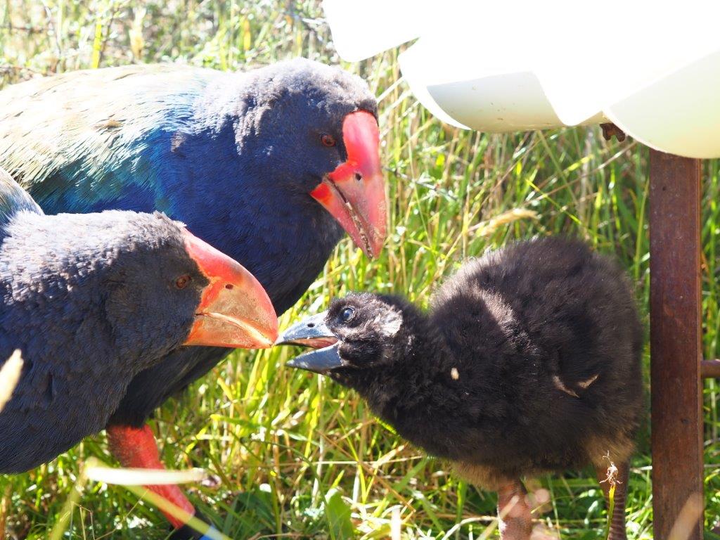 Takahē: the challenging road to recovery | Conservation blog