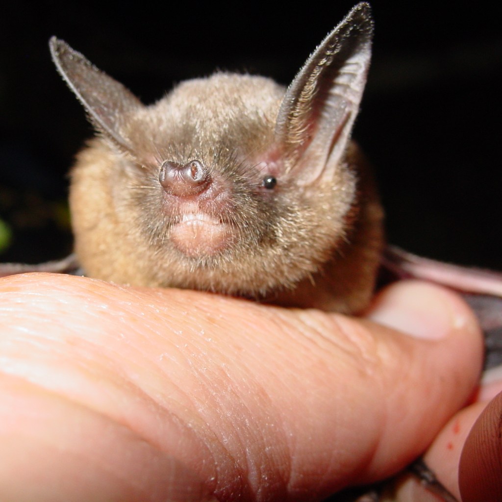 Fiordland Bat Diaries - Trees | Conservation blog