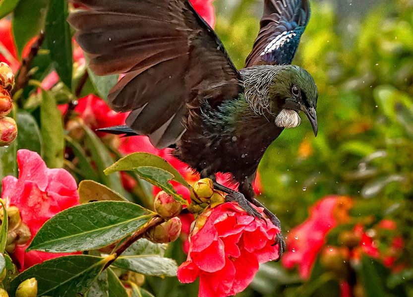 Predator Control: The Generation Game | Conservation blog