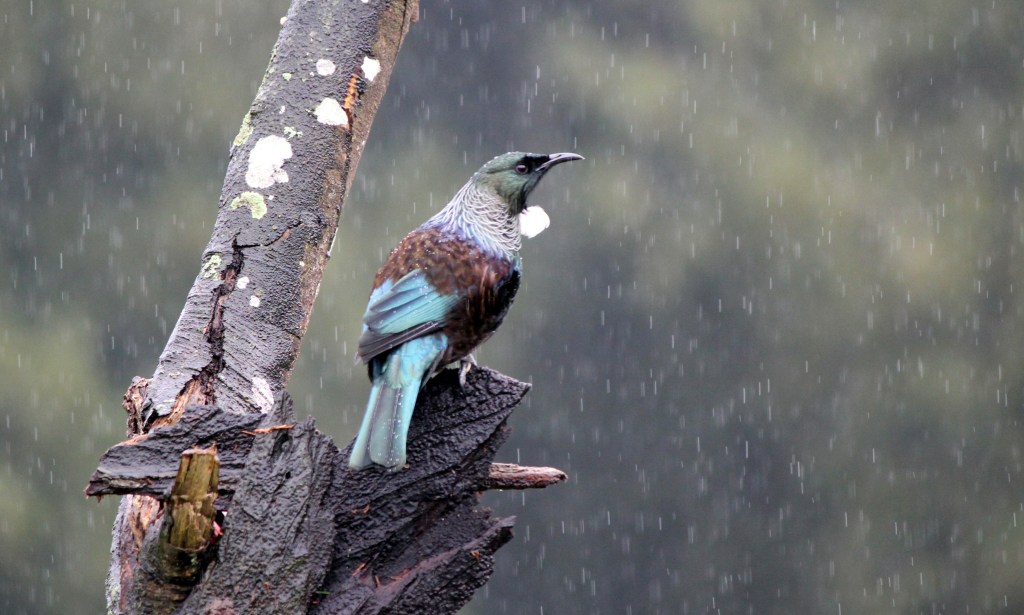 The tūī in my yard | Conservation blog