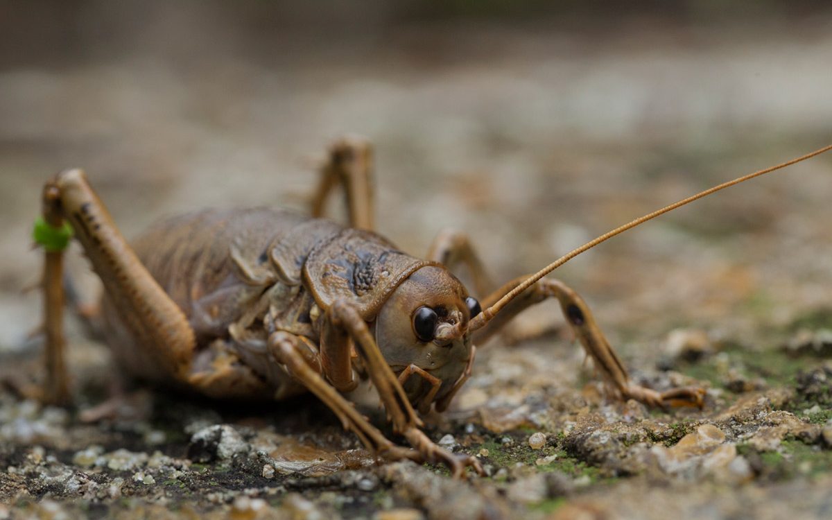giant-weta-1200-4 | Conservation blog