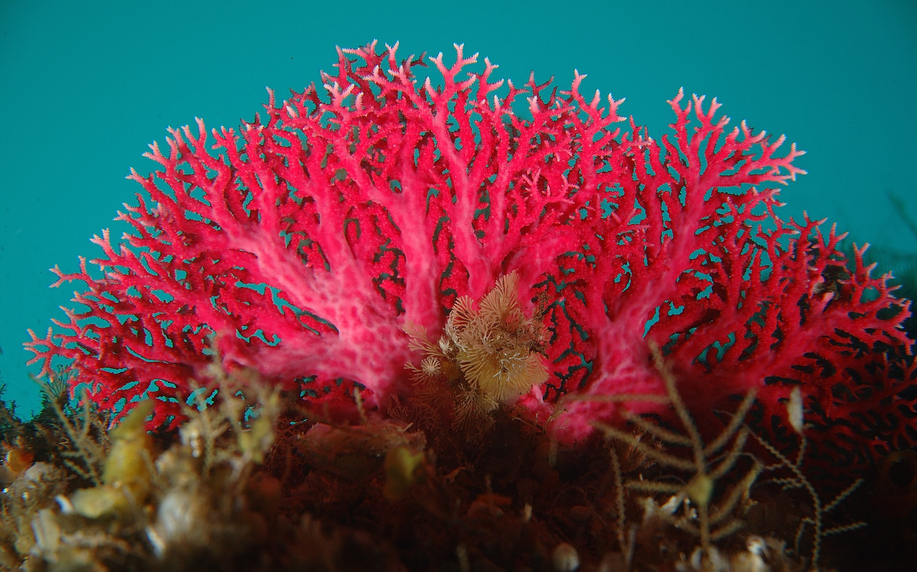 Red coral, Fiordland Marine Area, 2005 | Conservation blog