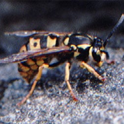 “Spicy Sky Raisins” – Introduced Wasps | Conservation blog
