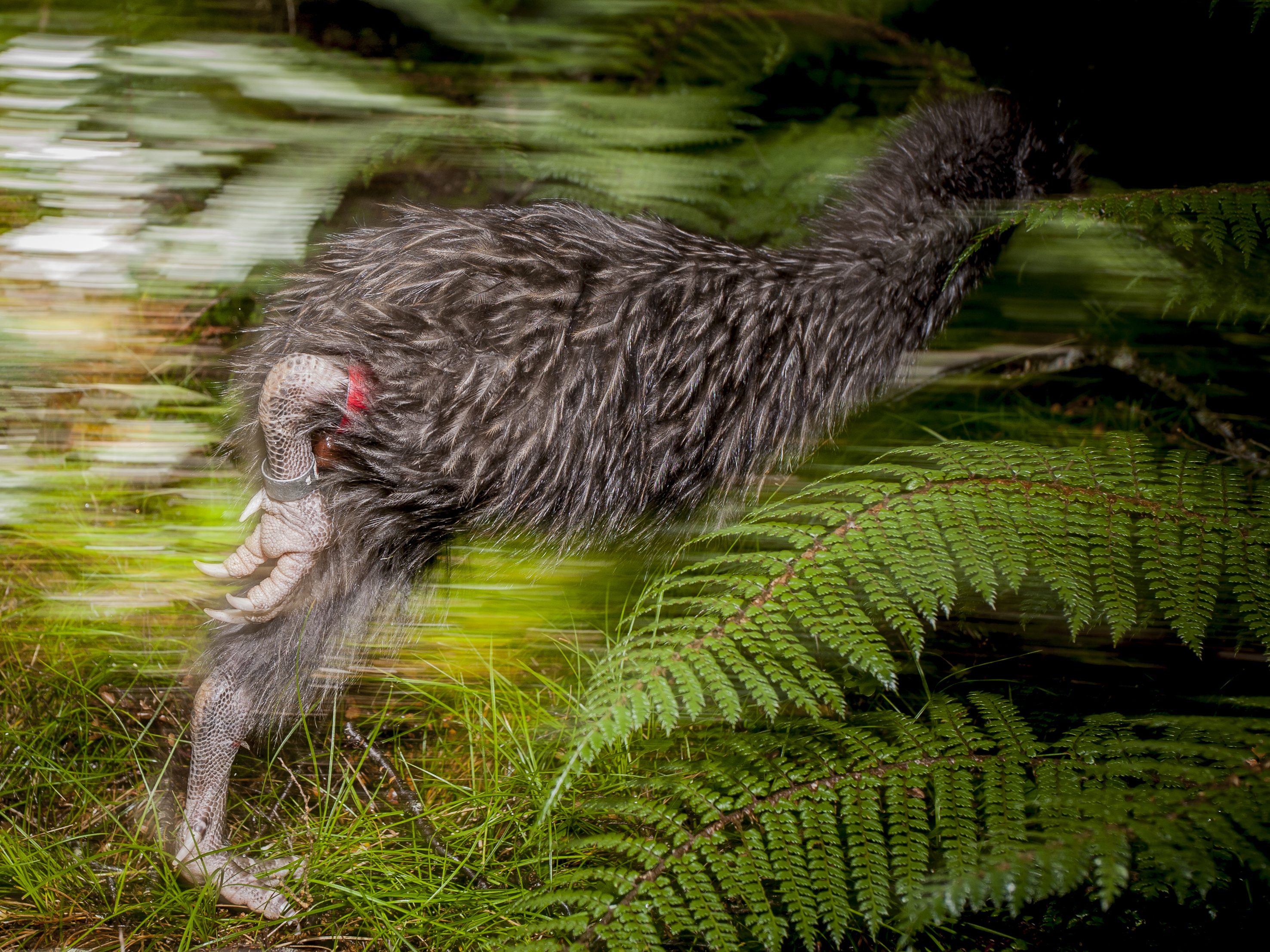 kiwi Fiordland tokoeka, Apteryx australis 2 | Conservation blog