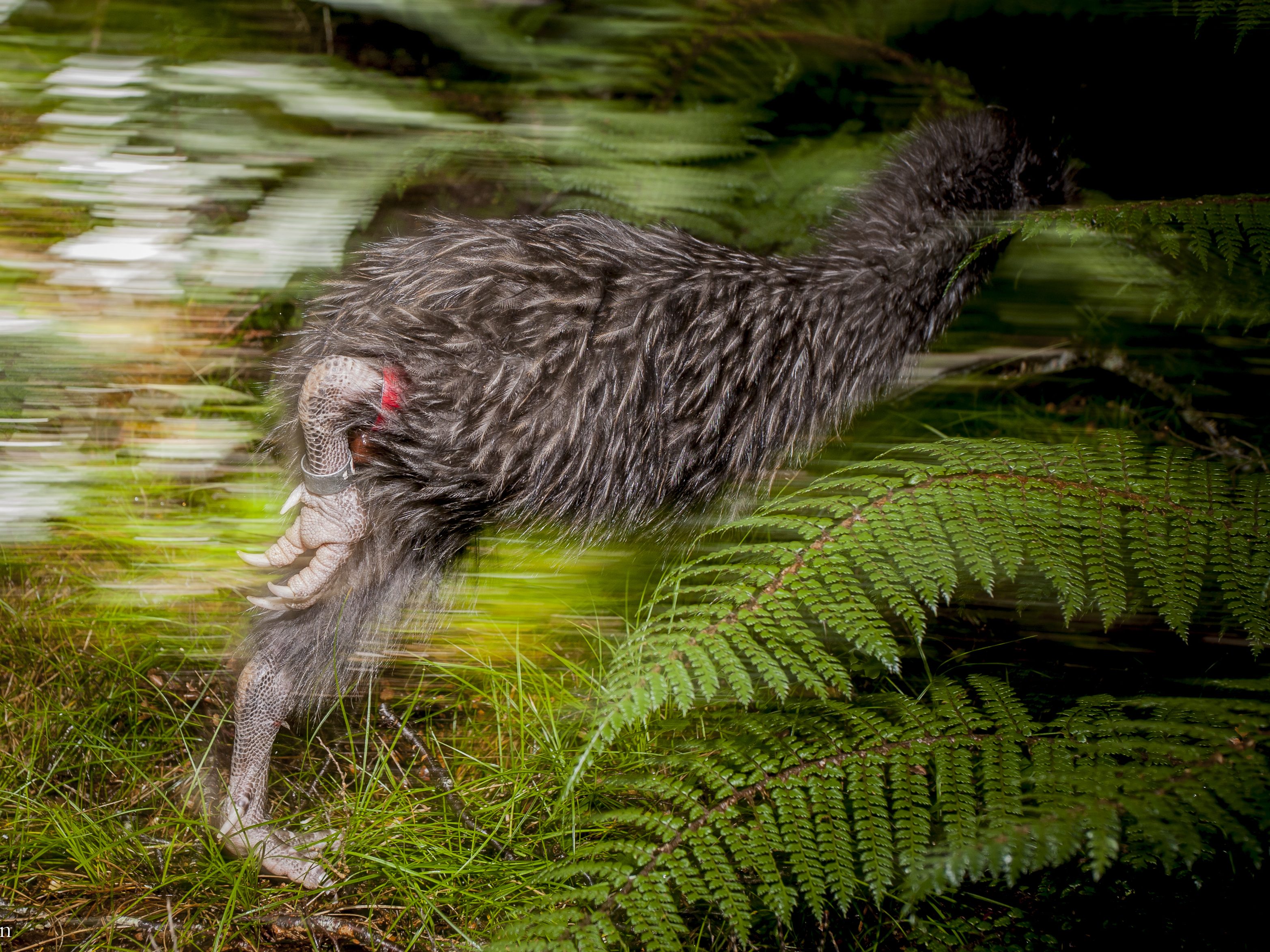 kiwi Fiordland tokoeka, Apteryx australis 2 | Conservation blog