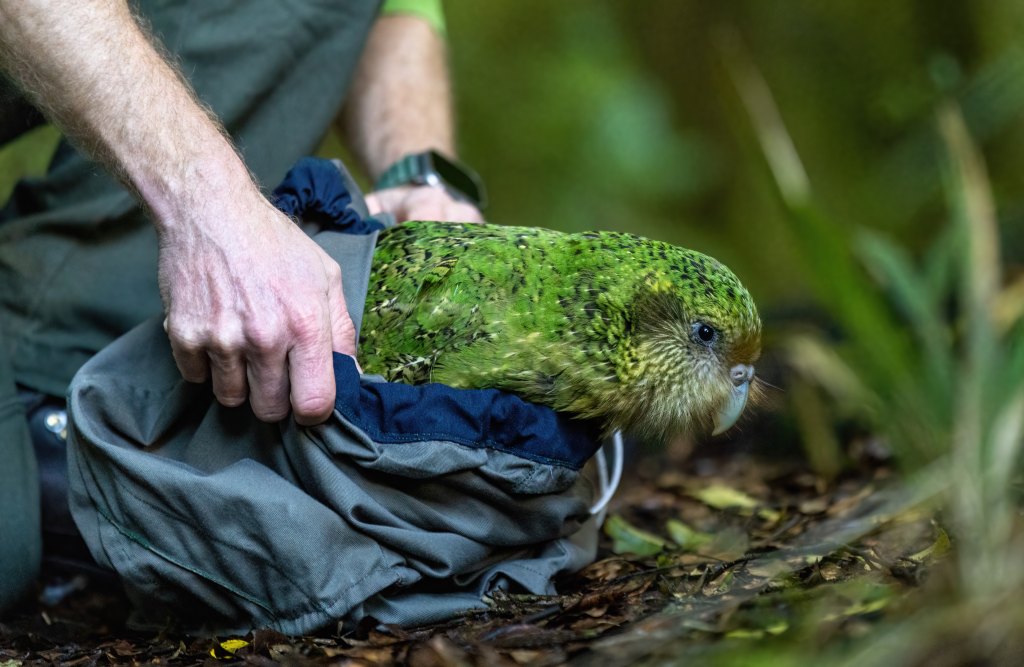 Restoring the mauri of kākāpō in Aotearoa | Conservation blog
