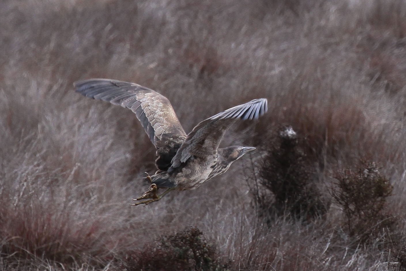 Bittern by the matuku-hūrepo bug | Conservation blog