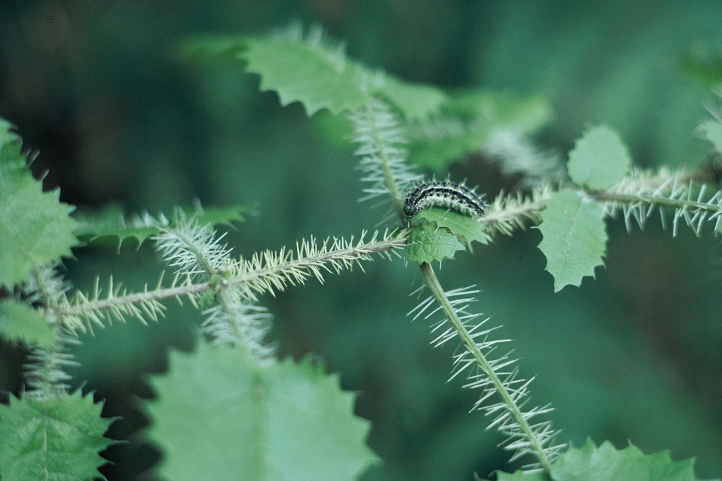 12 nature facts that will blow your mind | Conservation blog