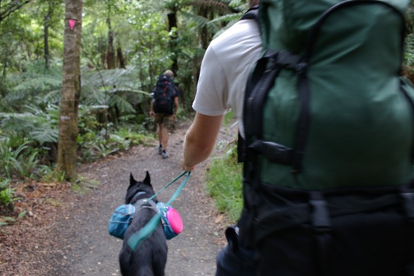 Dogs on conservation land | Conservation blog