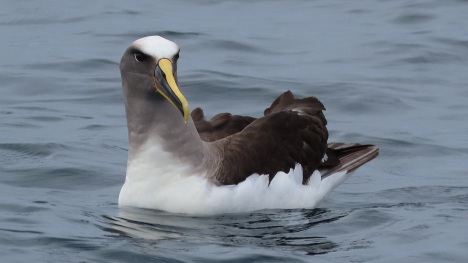 There and back again – a Northern Buller’s albatross’ tale ...