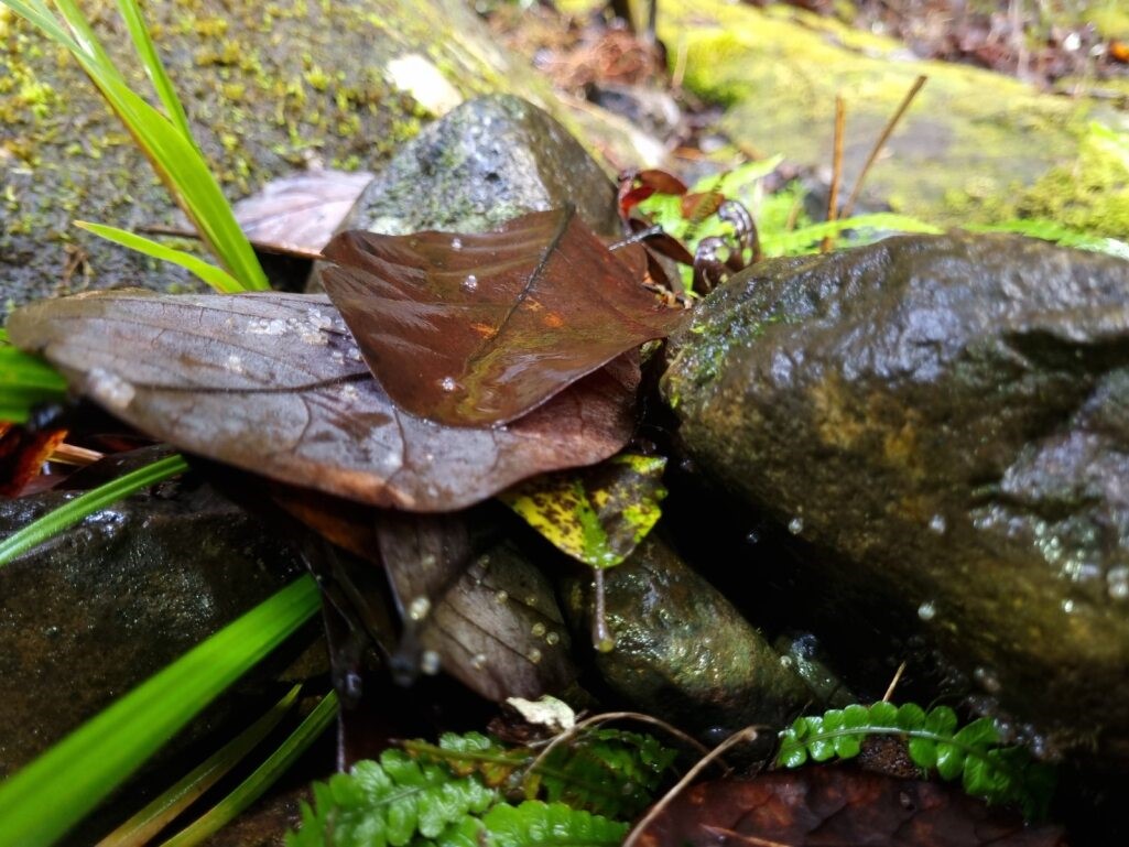 Rats snapped devouring eggs of threatened fish | Conservation blog