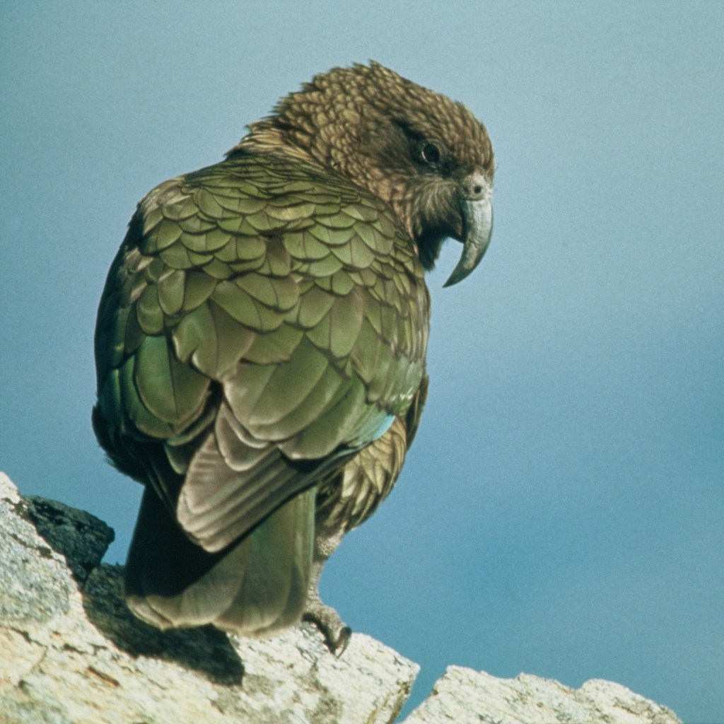 Removing lead in the environment to help kea | Conservation blog