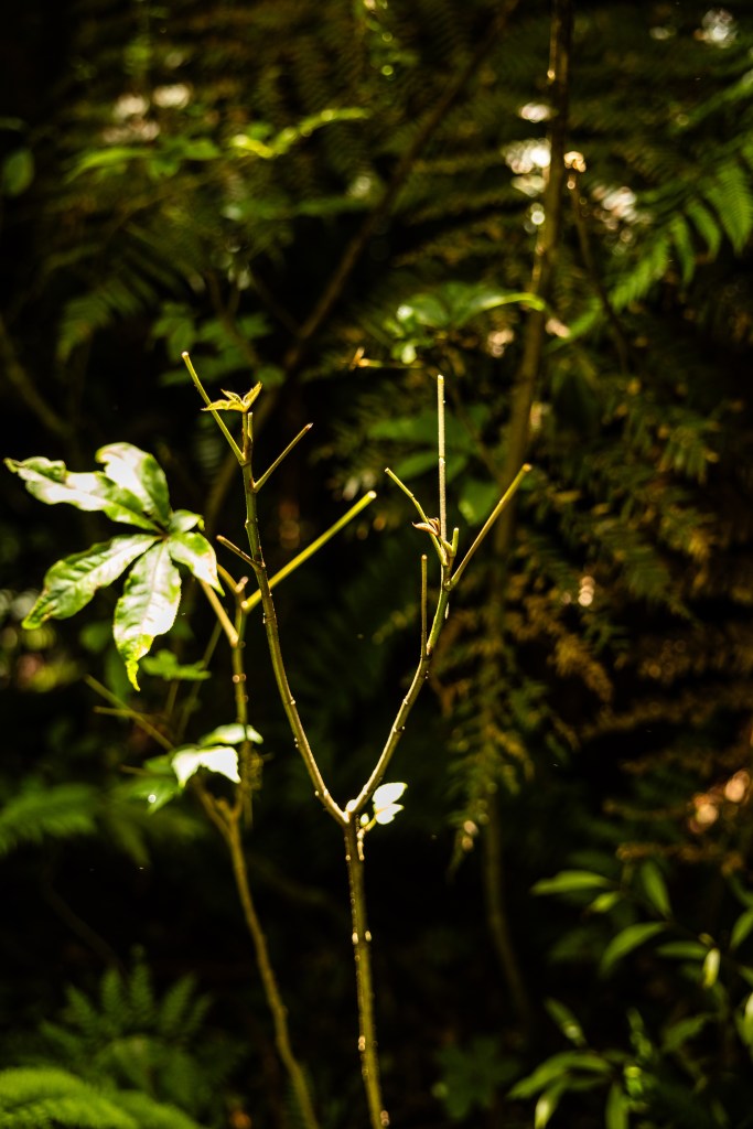 Ruahine Forest Park: A Collaborative Path to Restoration | Conservation ...