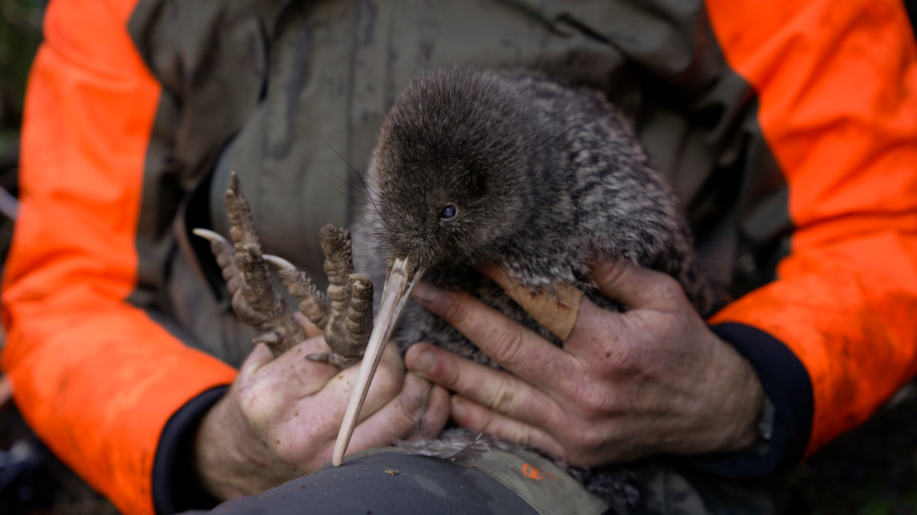50 years lost: kiwi pukupuku found in the wild | Conservation blog