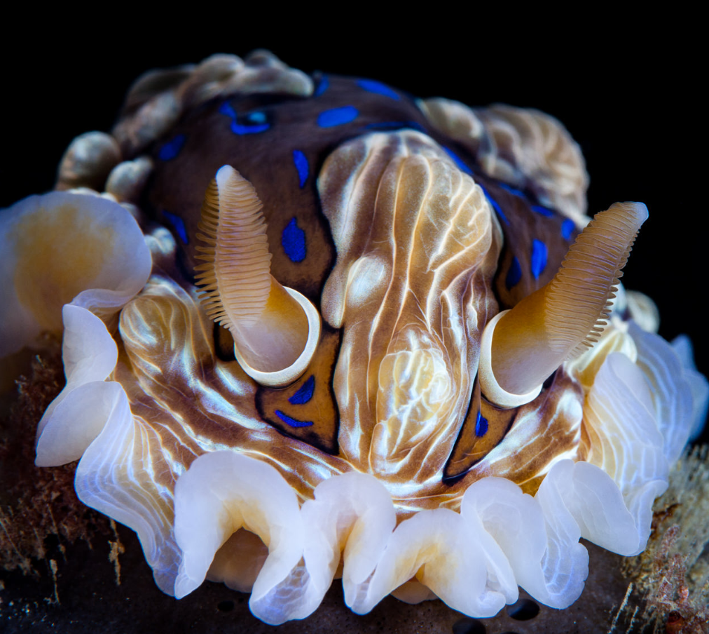 Nudibranchs: sea slugs of the Hauraki Gulf | Conservation blog