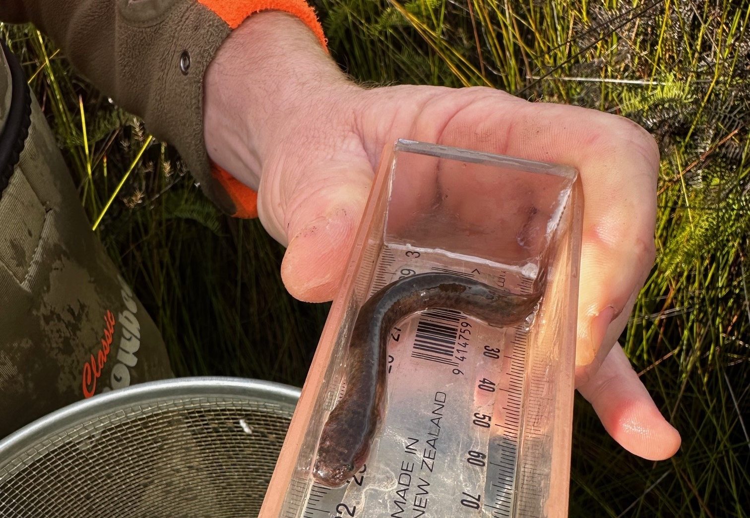 Meet the marvellous Northland mudfish – the 2026 fish of the year ...