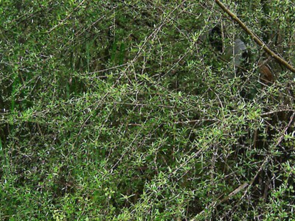 Forest ice cream: what deer and goats eat first | Conservation blog